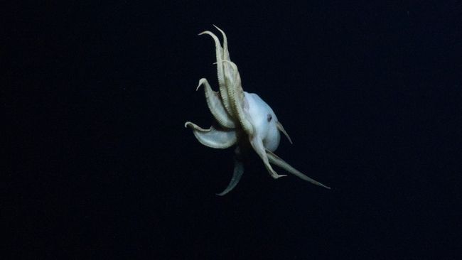 Watch ghostly dumbo octopus swim with its massive 'ears' in rare new ...