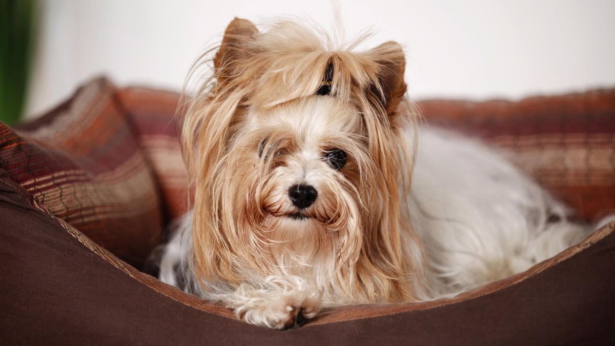 32 longhaired dog breeds that will catch your eye | PetsRadar