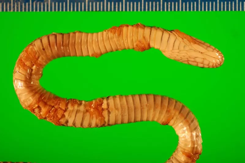 Photos: How a Fungal Disease is Disfiguring Snakes | Live Science