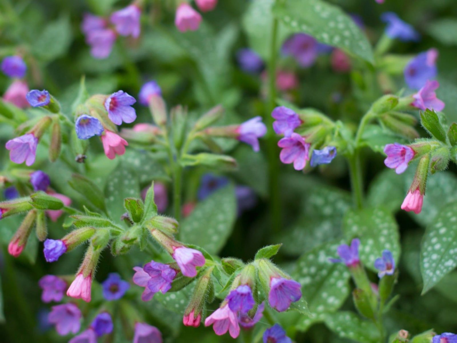 Lungwort Plants - How To Grow Lungwort | Gardening Know How