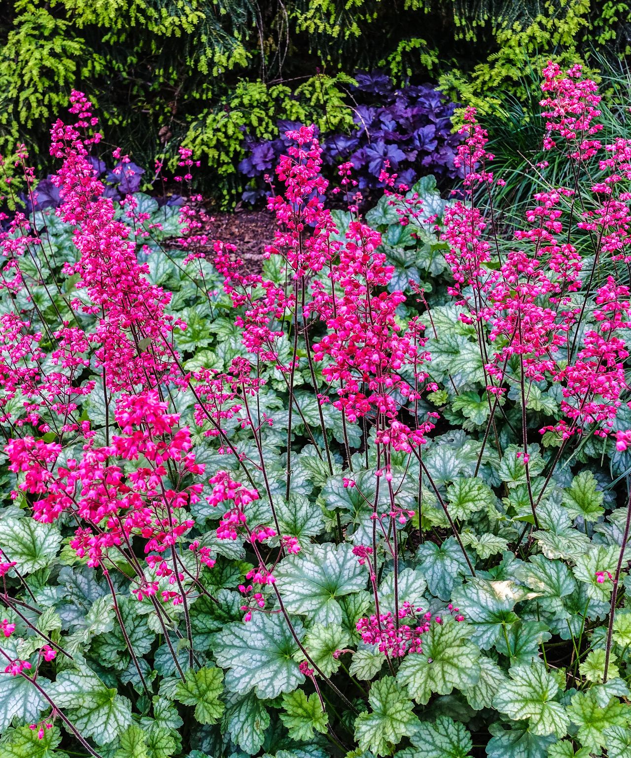 Heuchera care and growing guide: expert tips for coral bells | Homes ... Heuchera care and growing guide: expert tips for coral bells | Homes ...