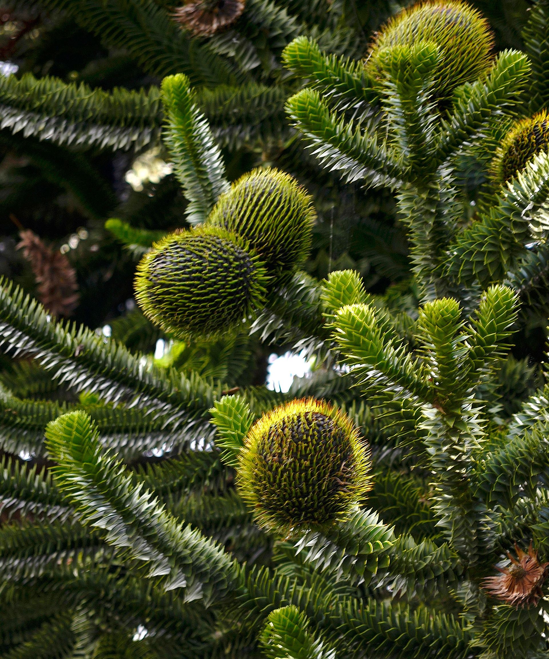 How to identify British trees – by leaf, fruit, shape, size, bark and ...