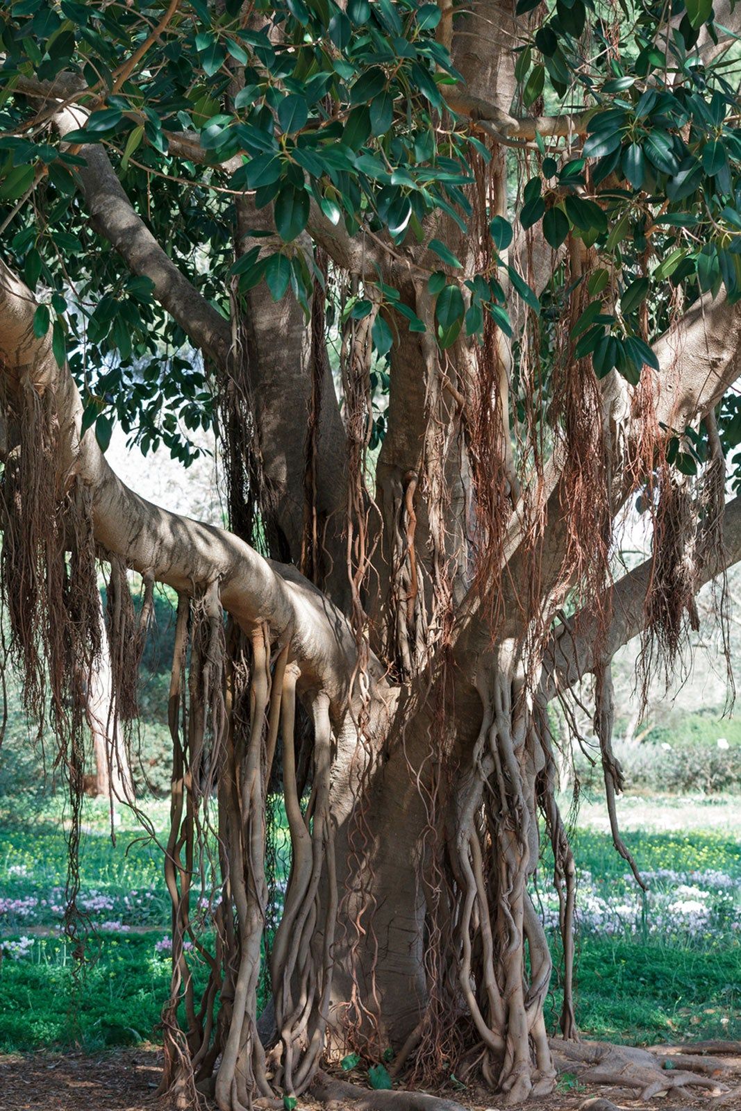 Growing a Banyan Tree | Gardening Know How