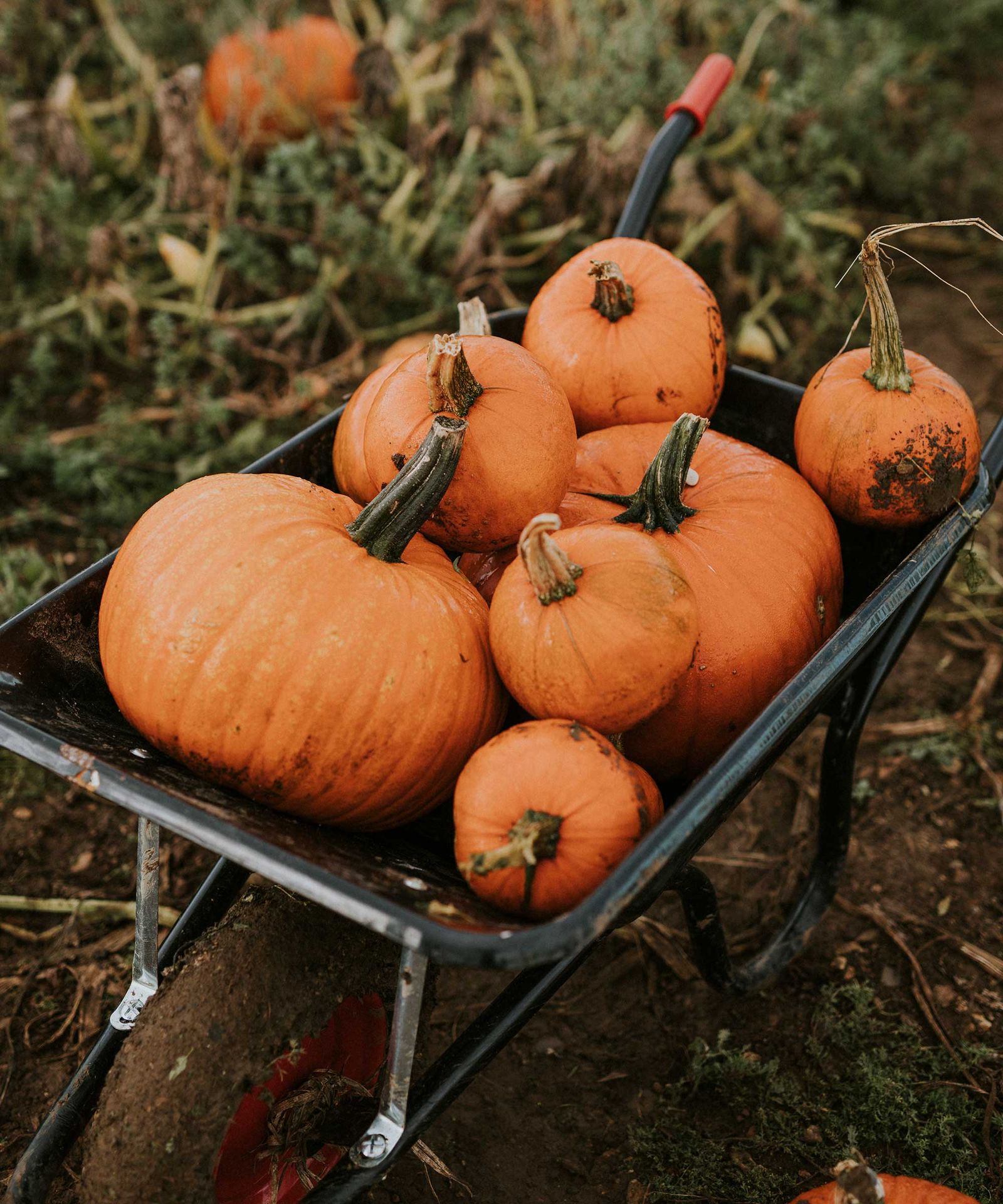 How to carve a pumpkin: step-by-step tips for Halloween season ...