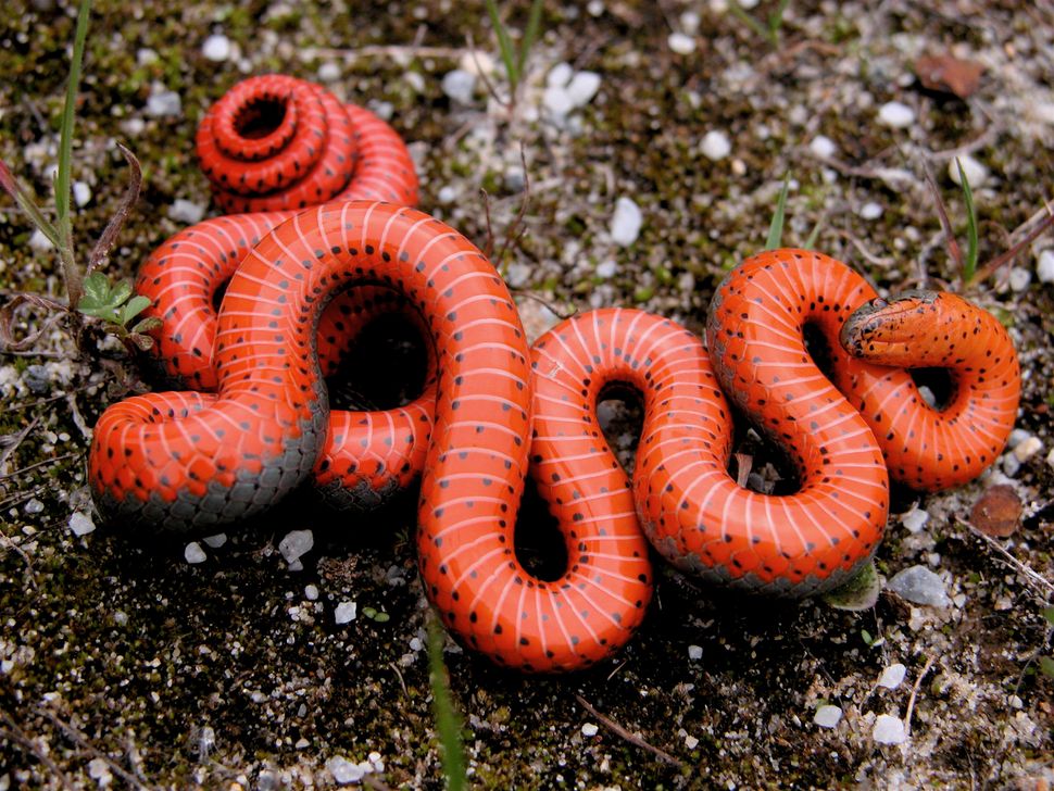 Snakes are built to evolve at incredible speeds, and scientists aren't ...