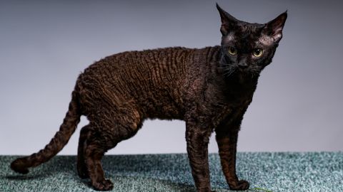 32 facts about Devon Rex cats | PetsRadar
