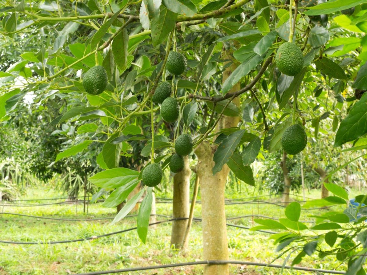 Avocado Root Rot Control - Managing Root Rot In Avocado Trees ...