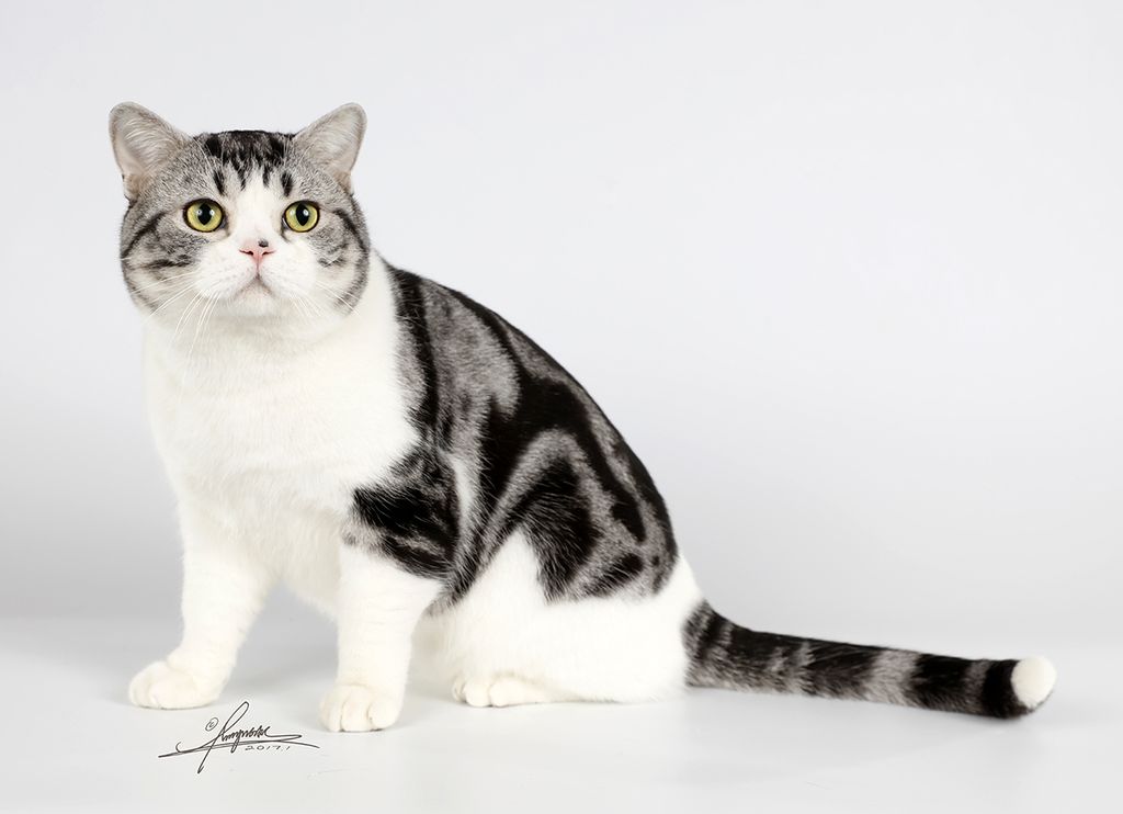 Photos: Champion Cats are Show-Stopping Stunners | Live Science