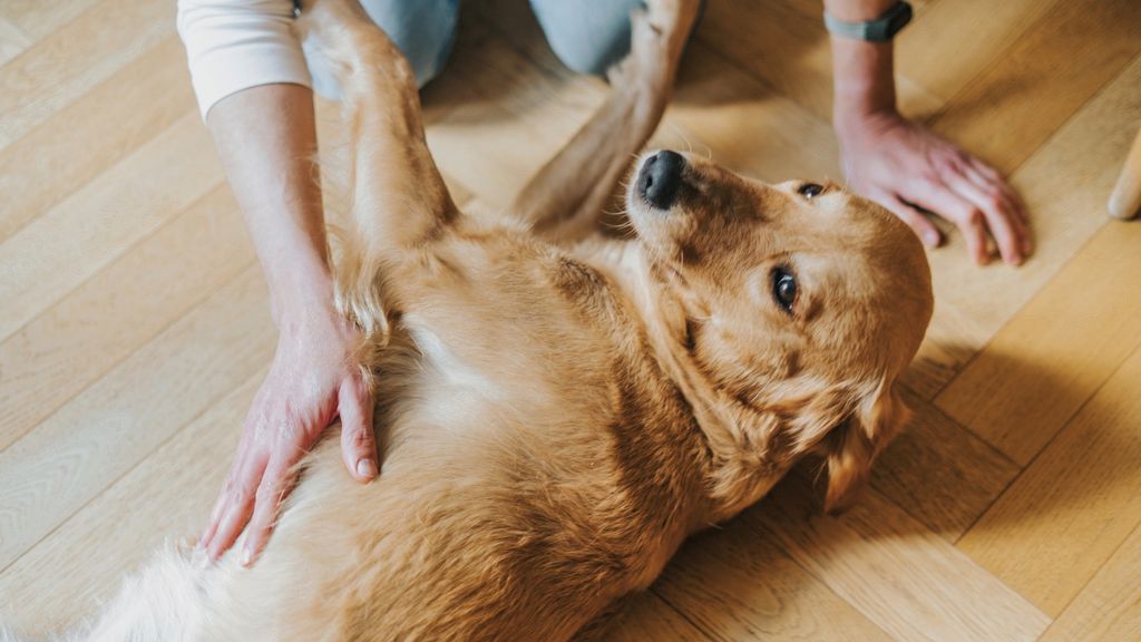 Arthritis in dogs: Signs, stages, and management | PetsRadar