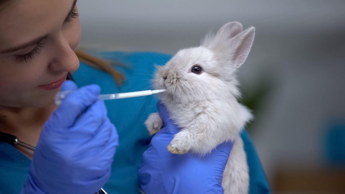 32 common illnesses rabbits can get | PetsRadar