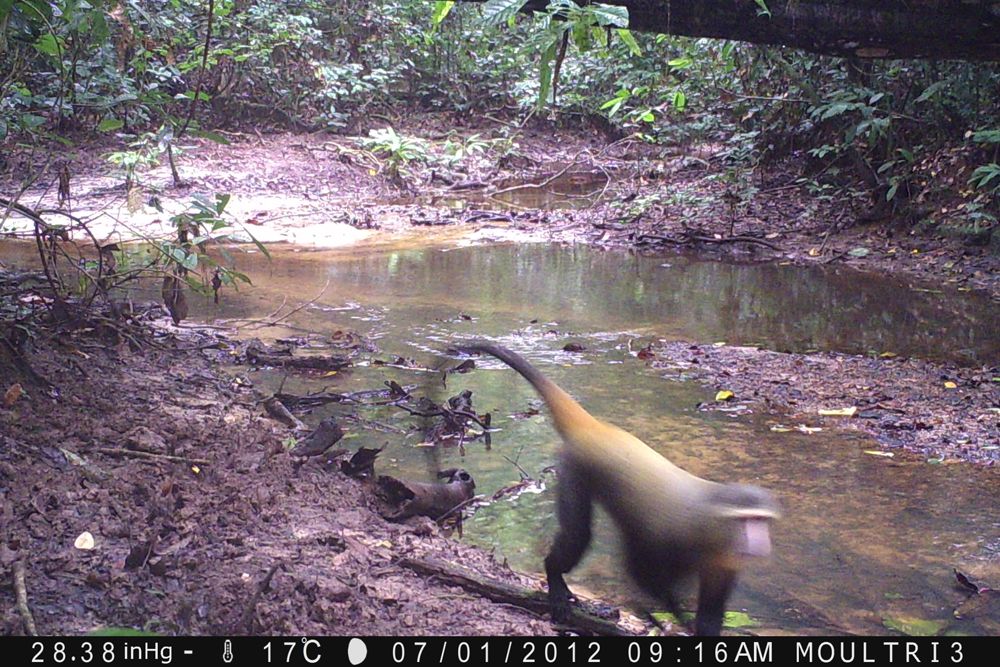 New, Colorful Monkey Species Discovered ǀ Newfound Species | Live Science