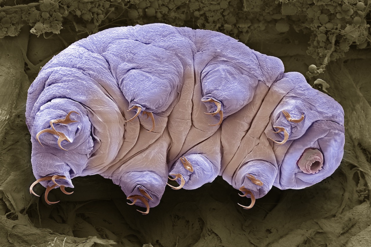 What are tardigrades and why are they nearly indestructible? | Live Science