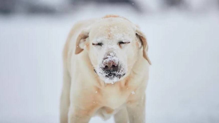 Why is my dog shaking and panting? Vet's guide to dog shivering | PetsRadar