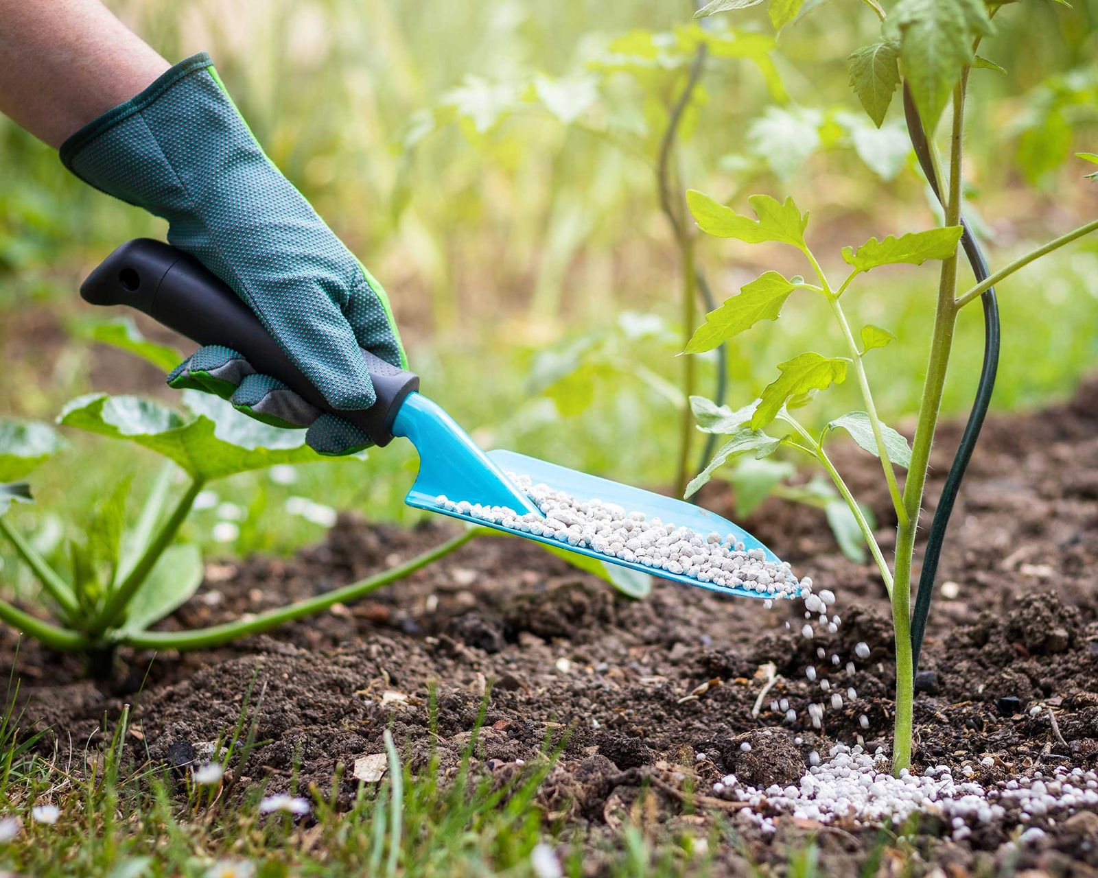 Fertilizing plants: how to give your flowers and foliage a boost ...