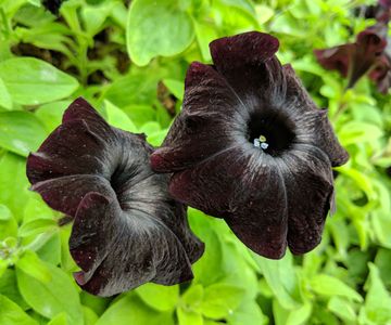 Grow These Types Of Black Flowers For A Moody Spring Garden | Gardening ...