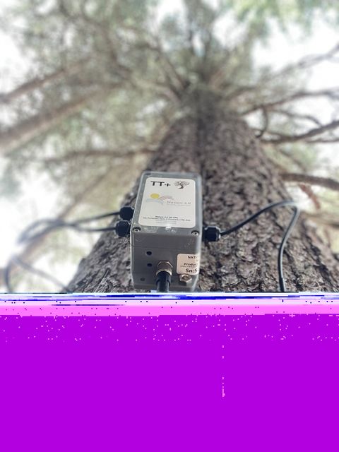 'This should not be published': Scientists cast doubt on study claiming trees 'talk' before ...