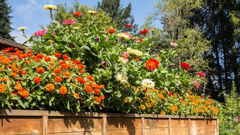 How to grow ginger in pots: Expert tips for successful crop | Homes and ...