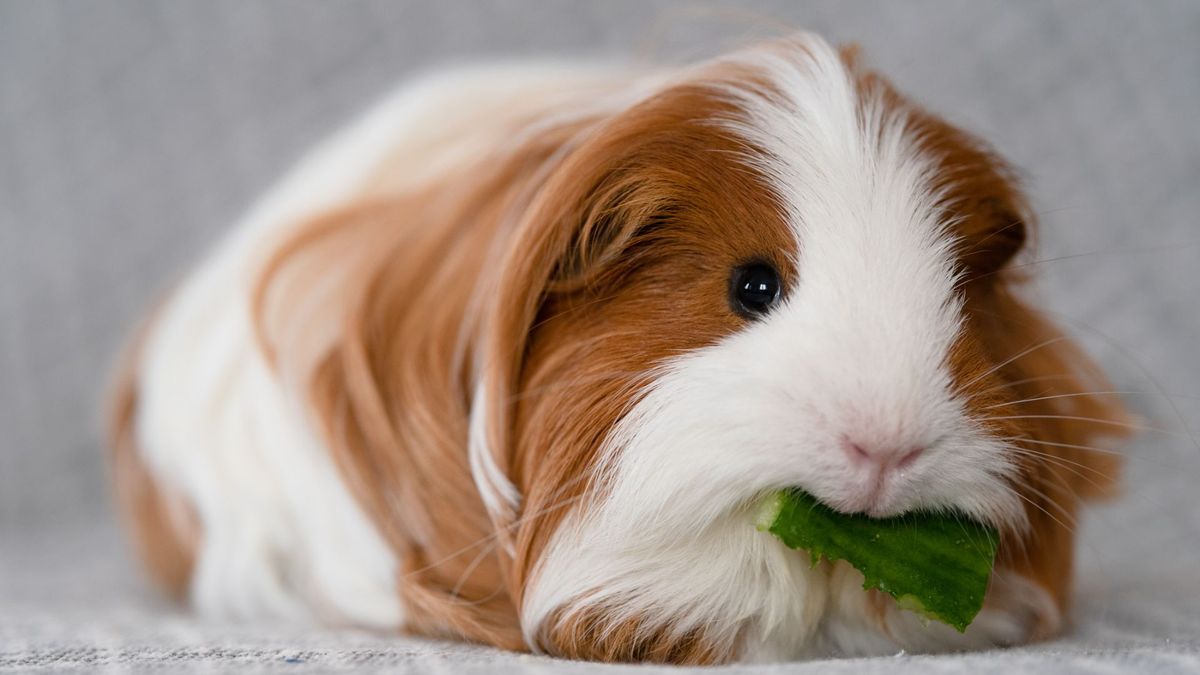 32 things guinea pigs can eat | PetsRadar