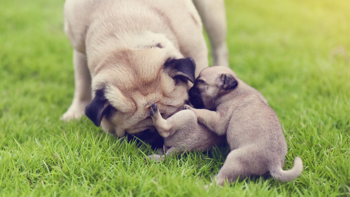 32 facts about puppies | PetsRadar