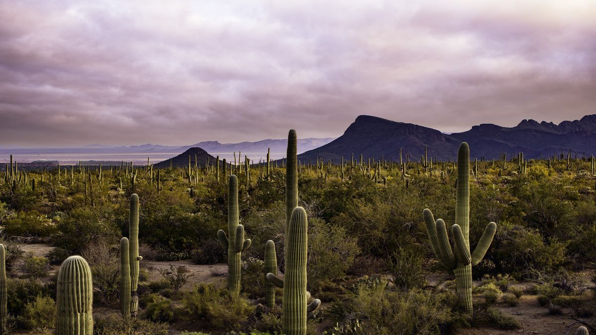 Beat the winter blues with a road trip to these Arizona National Parks ...