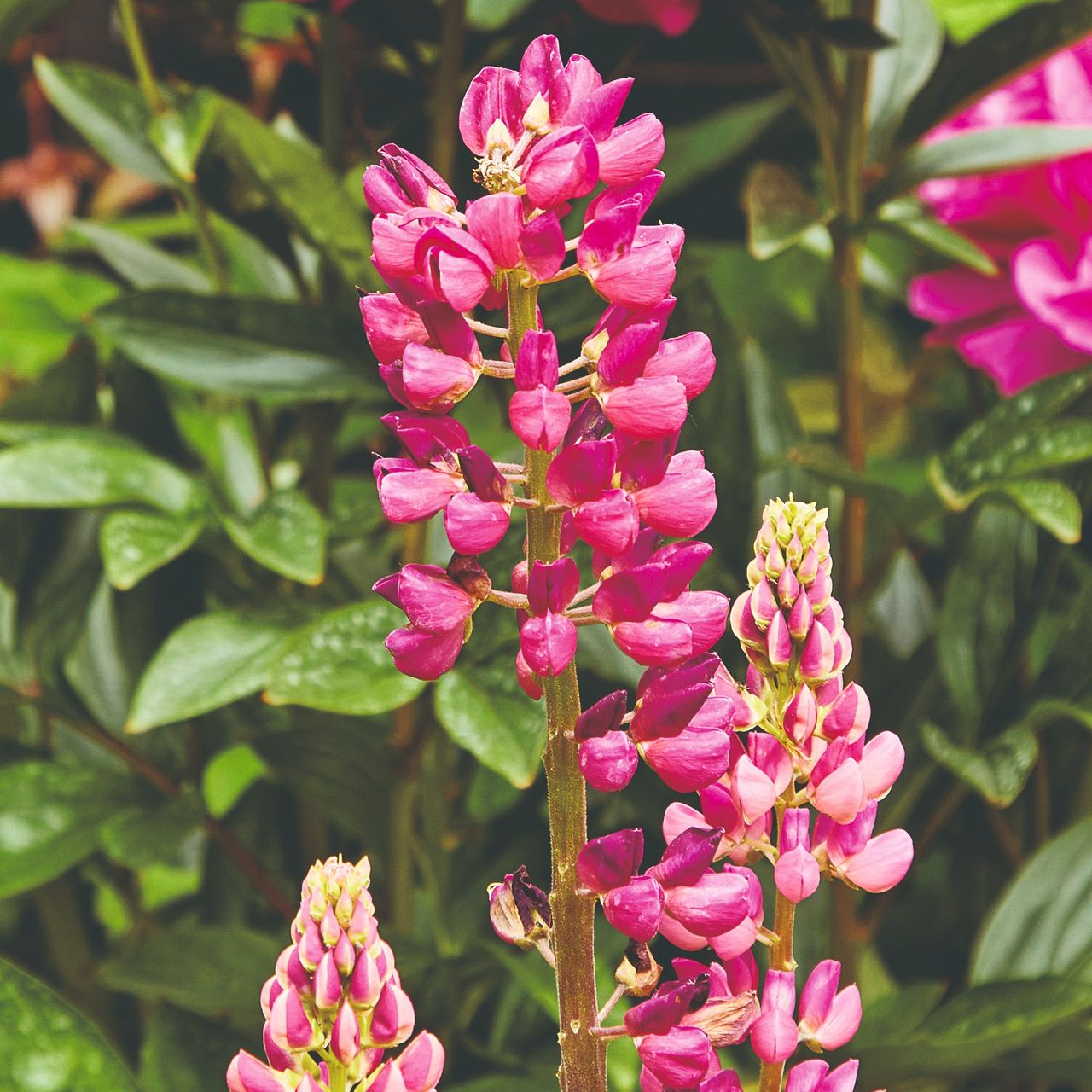 10 plants you shouldn't deadhead | Ideal Home