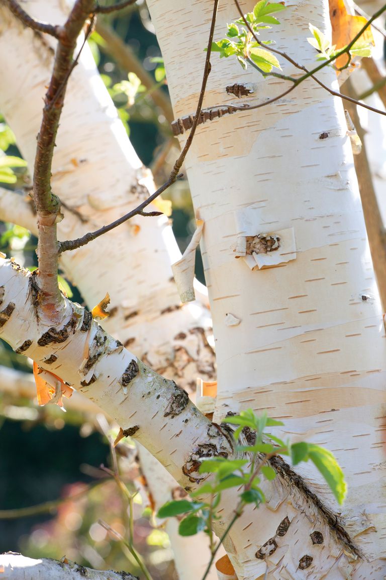 Birch trees: a guide to popular species | Homes and Gardens