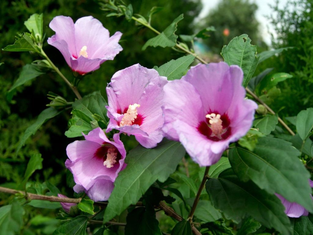 How To Grow And Care For A Rose Of Sharon | Gardening Know How