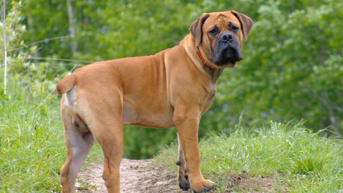 11 different types of Mastiff breeds from across the world | PetsRadar