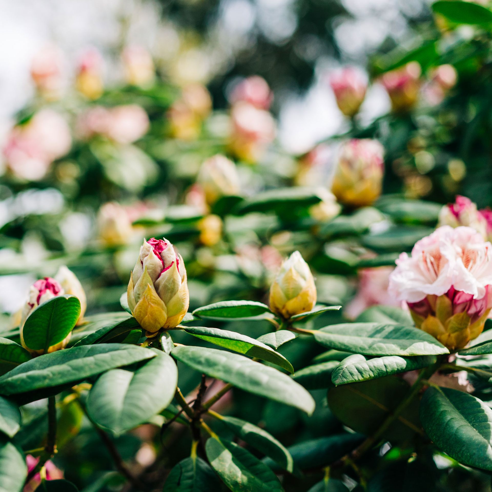 Should you deadhead rhododendrons? Experts weigh in | Ideal Home