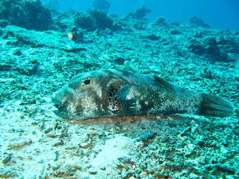 Do Fish Sleep? | Live Science