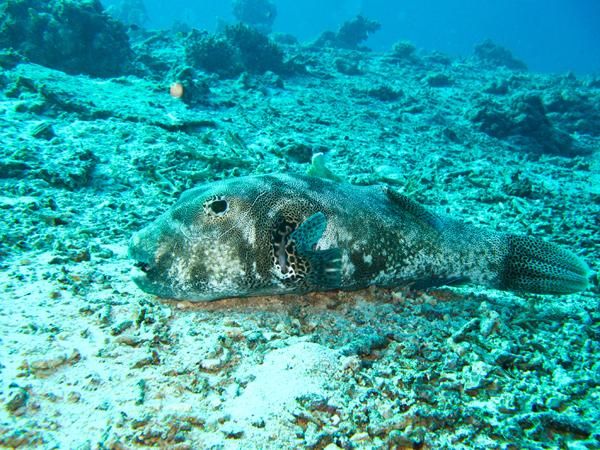 Do Fish Sleep? | Live Science