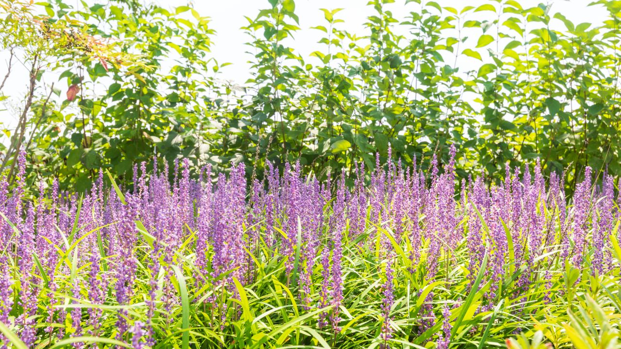 5 Heat-Tolerant Ground Covers That Look Lush All Summer | Gardening ...