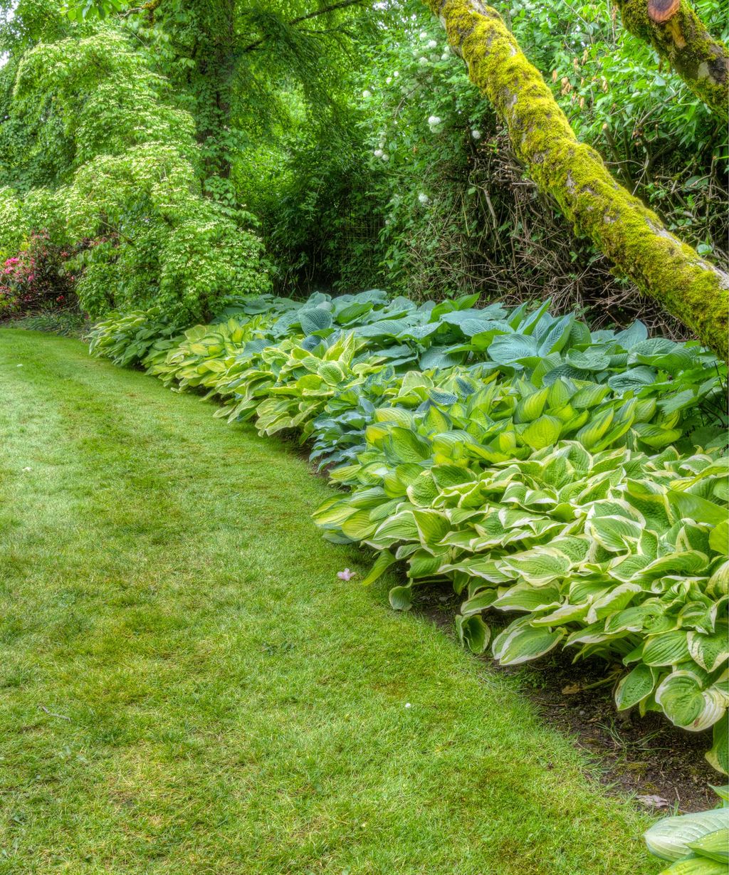 How to get rid of moss in lawns: 6 simple ways | Homes and Gardens