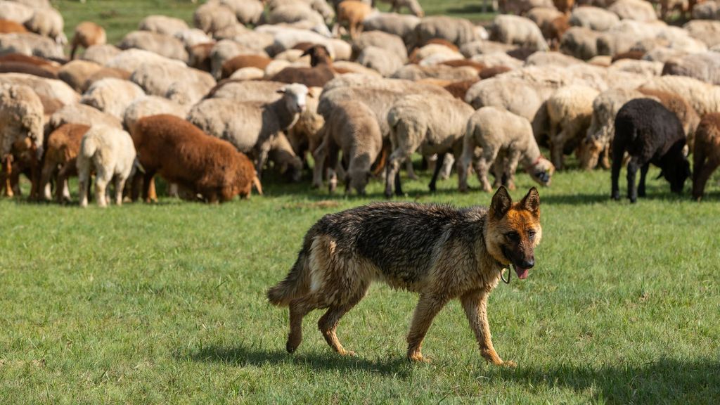 Best farm dogs for herding, protection and pest control | PetsRadar