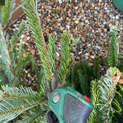 How to grow a Christmas tree from a cutting — 5 simple steps | Ideal Home