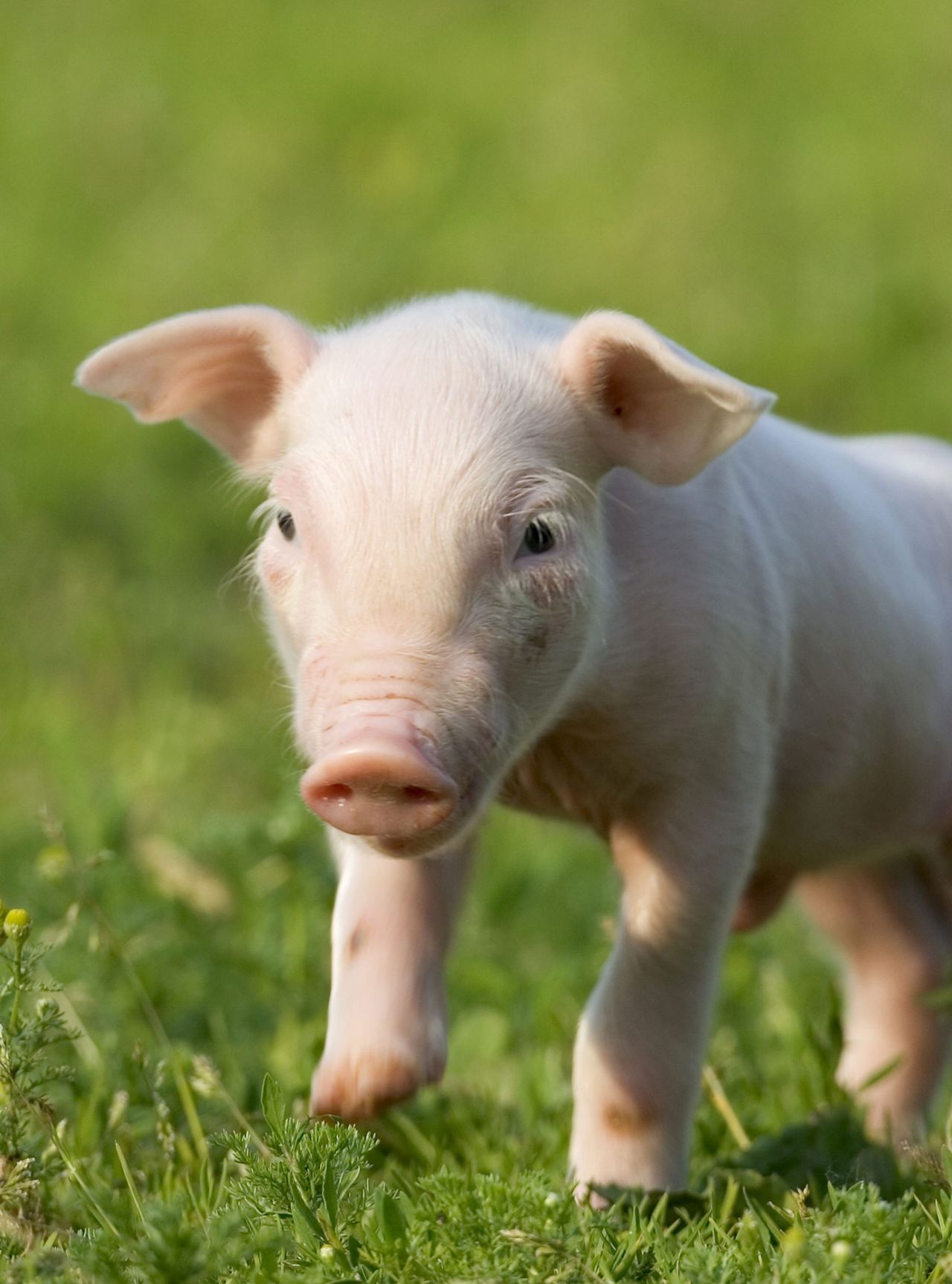 Spring Baby Animals | Woman & Home