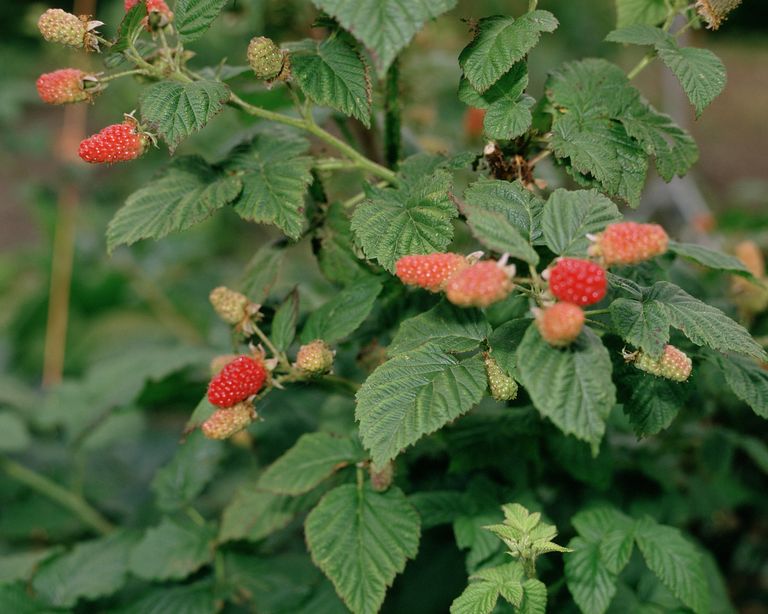 Pruning raspberries: when and how to do it | Gardeningetc
