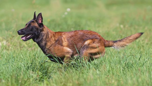 33 herding dog breeds for managing livestock | PetsRadar