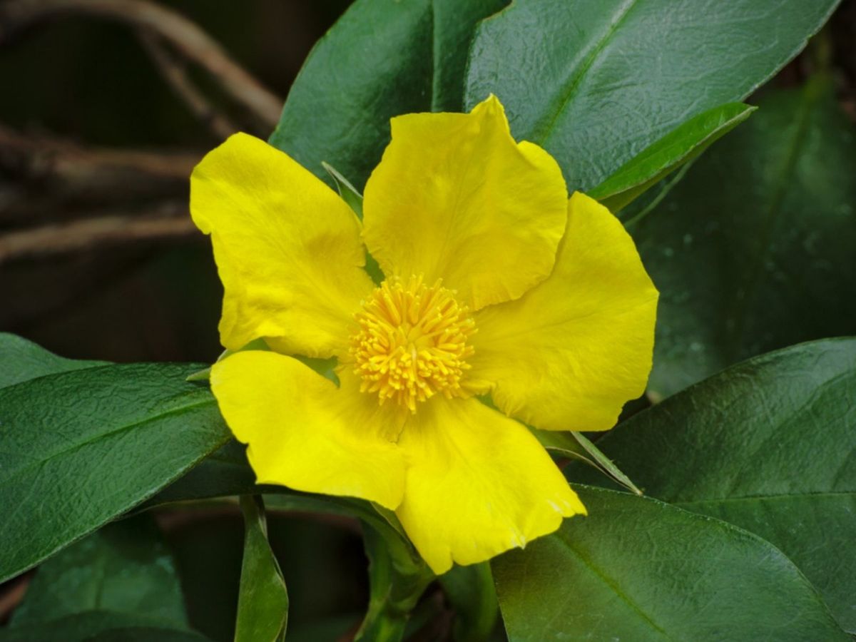 Guinea Flower Info: How To Grow A Hibbertia Guinea Plant | Gardening ...