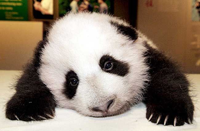 Photos: World's Cutest Baby Wild Animals | Live Science