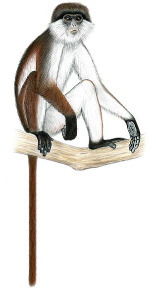 Image Gallery: 25 Primates in Peril | Live Science