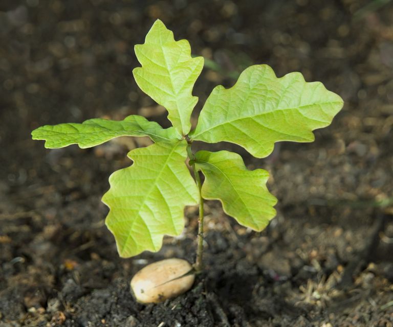 Can I grow an oak tree from an acorn? An expert guide | Homes and Gardens
