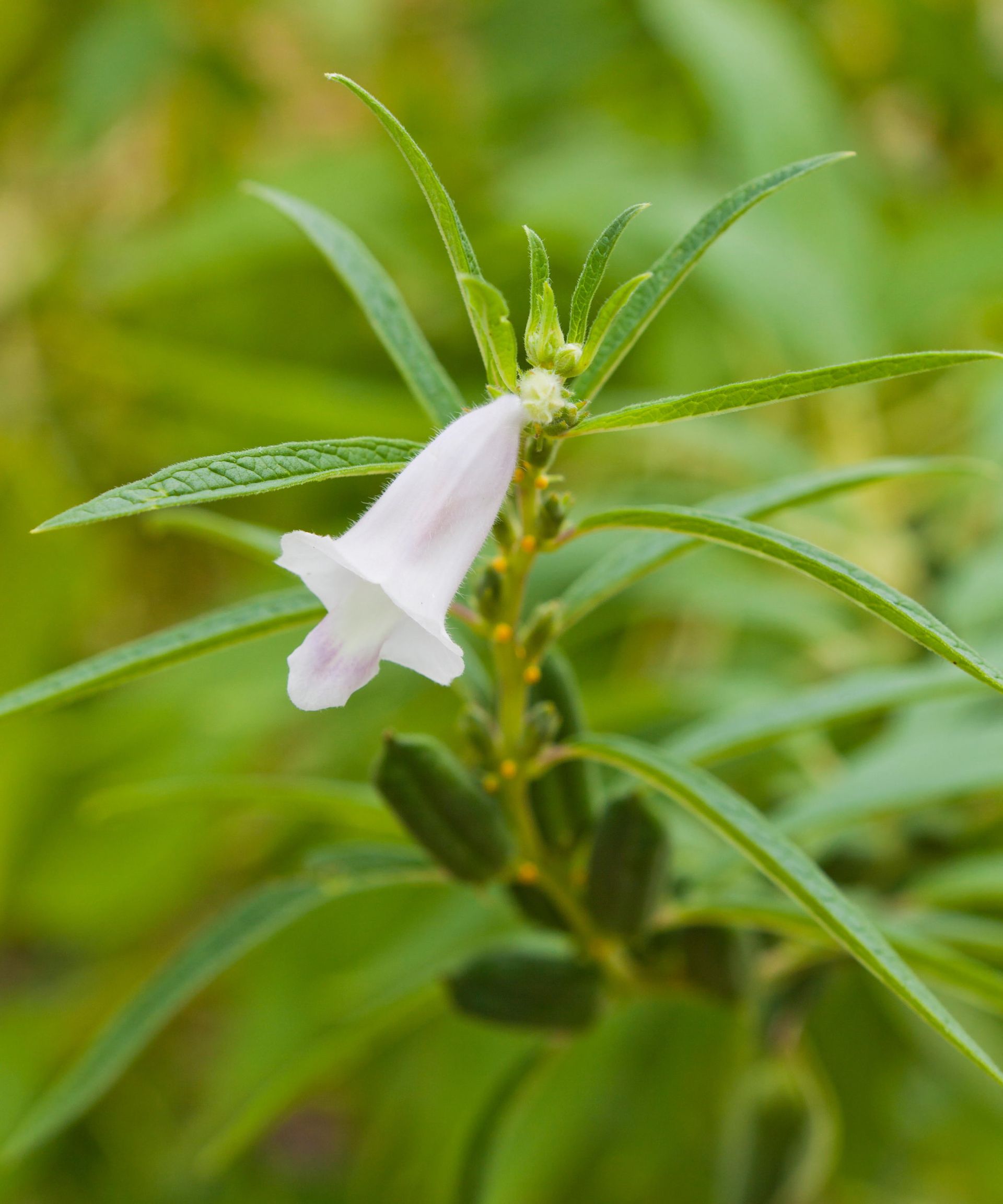 How to grow sesame plants at home: expert growing tips | Homes and Gardens