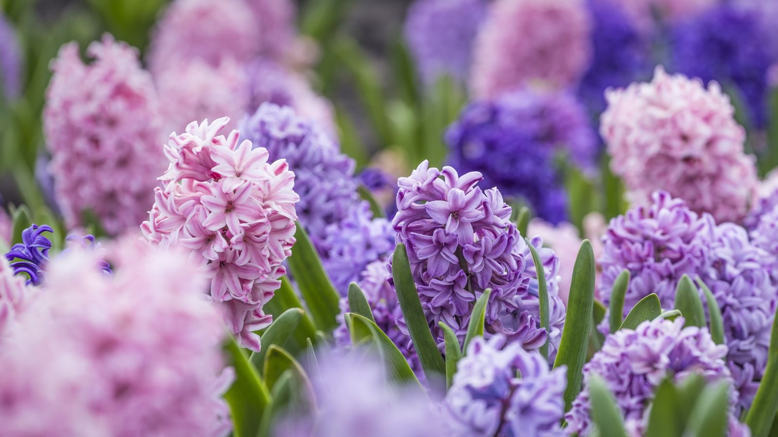 How to deadhead and care for hyacinths after flowering | Homes and Gardens