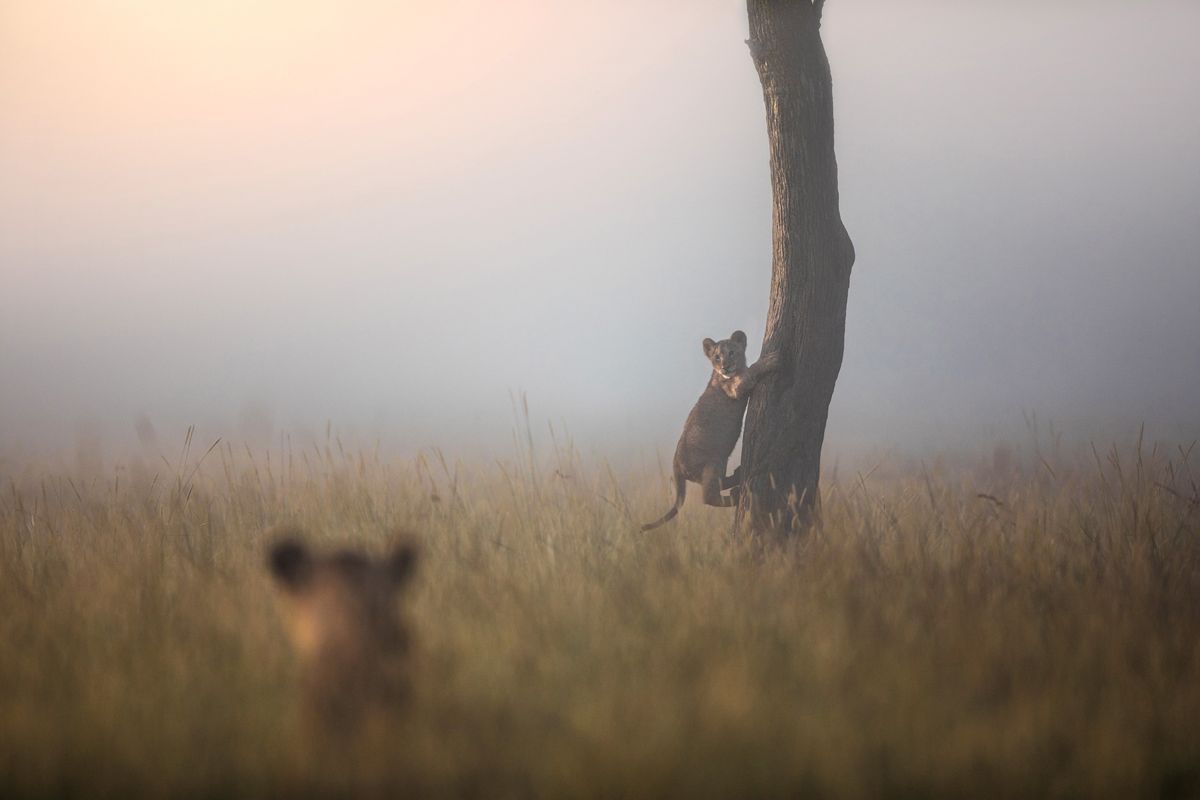 This wildlife photography shows the true beauty of lions | Digital ...