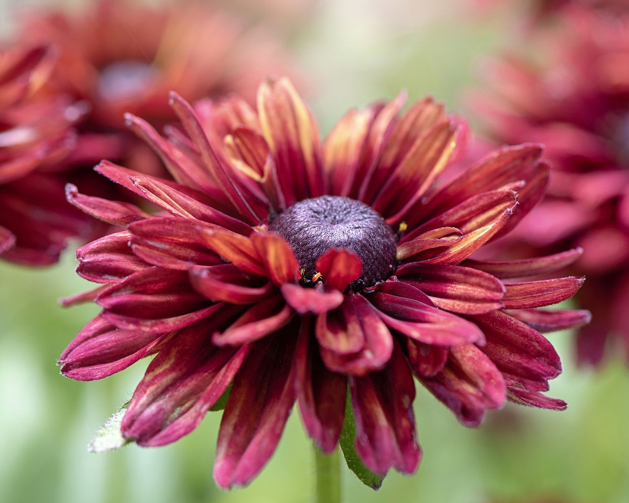 Sensational Black-Eyed Susan Varieties For Months Of Color | Gardening ...