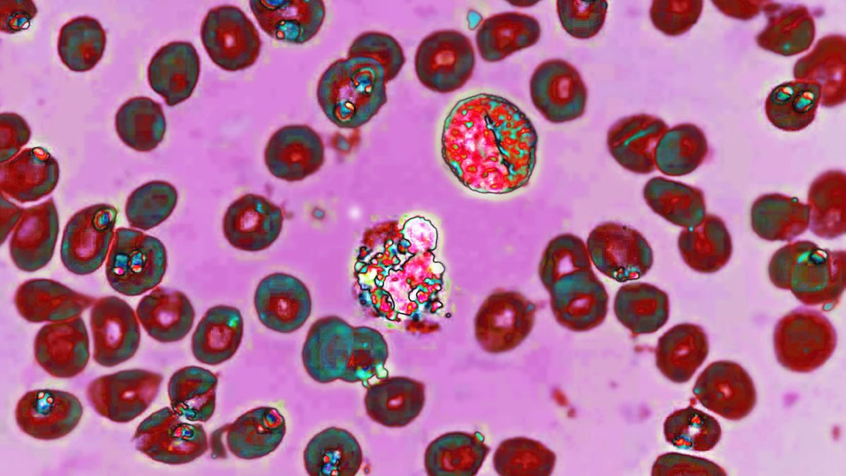 Drug makes blood toxic to malaria-spreading mosquitoes | Live Science