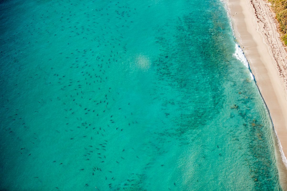 Why 10,000-Plus Sharks Are Hanging Out in Florida Waters | Live Science