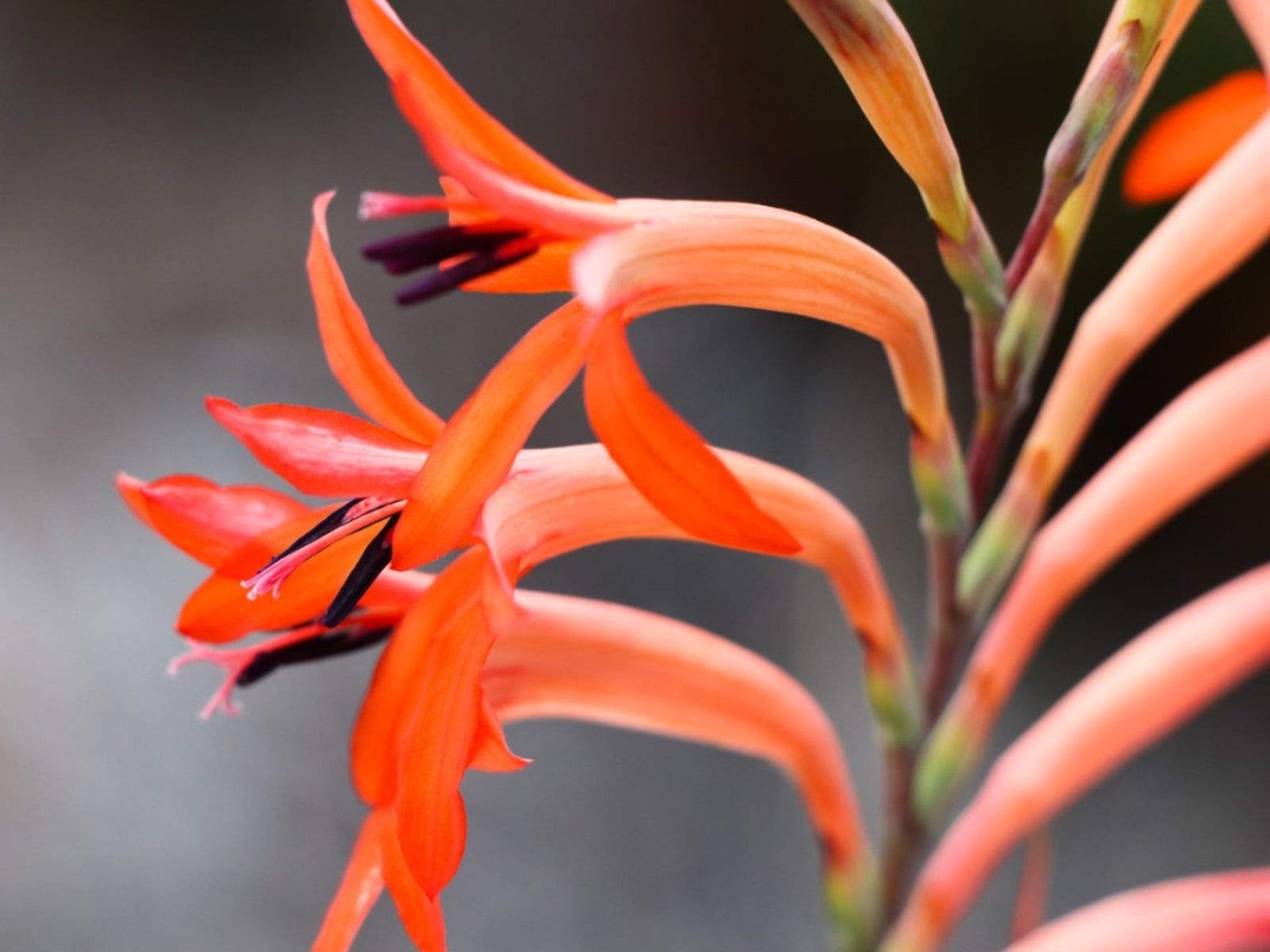 Care Of Watsonia Bulbs - How To Grow The Garden Plant Watsonia ...