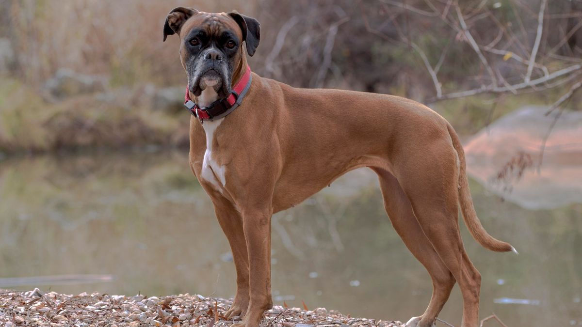 Facts about boxer dogs | PetsRadar